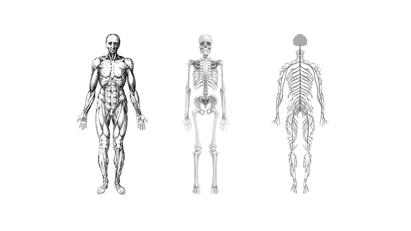 Understanding Human Anatomy: A Beginner's Guide - ExerciseAsMedicine